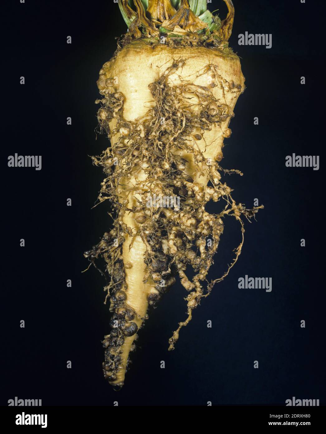 Root knot nematode (Meloidogyne arenaria) knots & damage to a maturing ...