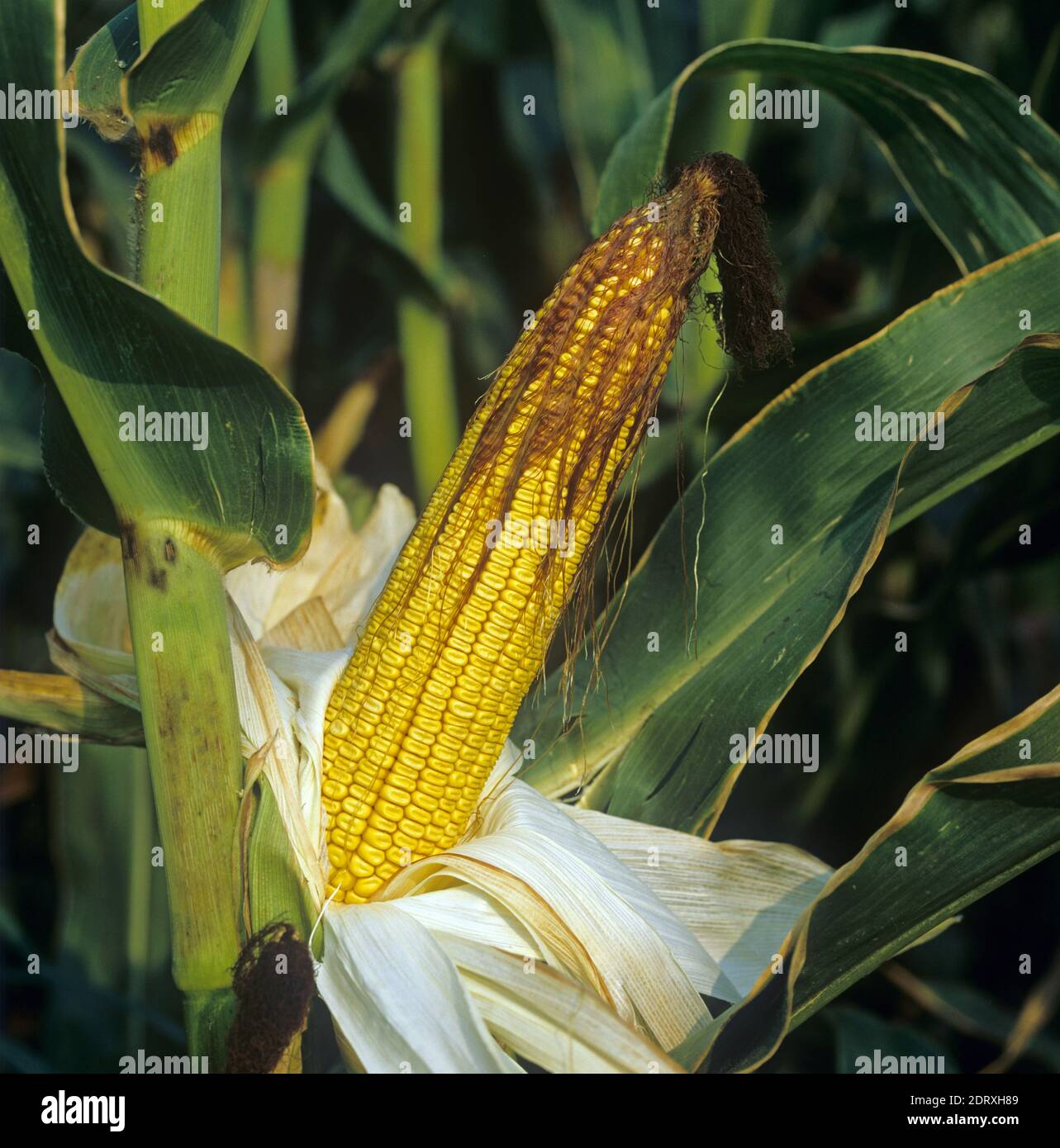Cob of maize or corn (Zea mays) exposed to show the kernels with the ...