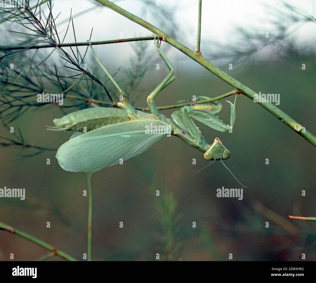 Female praying mantis (Mantis religiosa) after ecdysis hanging from and ...