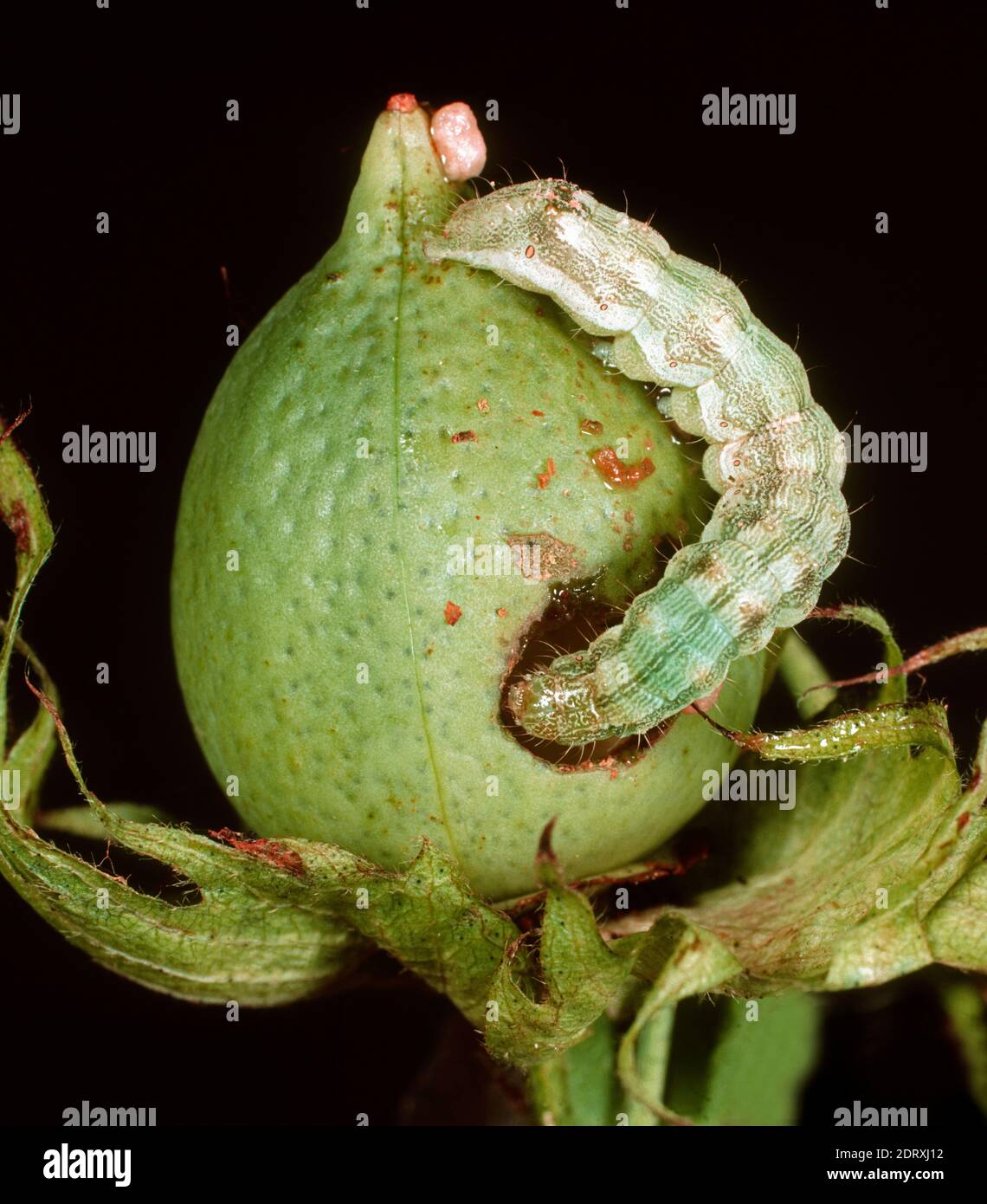 Old world or cotton bollworn (Helicoverpa armigera) caterpillar feeding ...