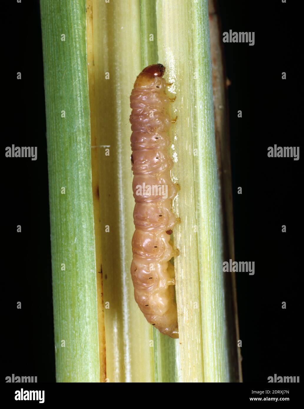 Asiatic pink or purple stem borer (Sesamia inferens) caterpillar inside ...