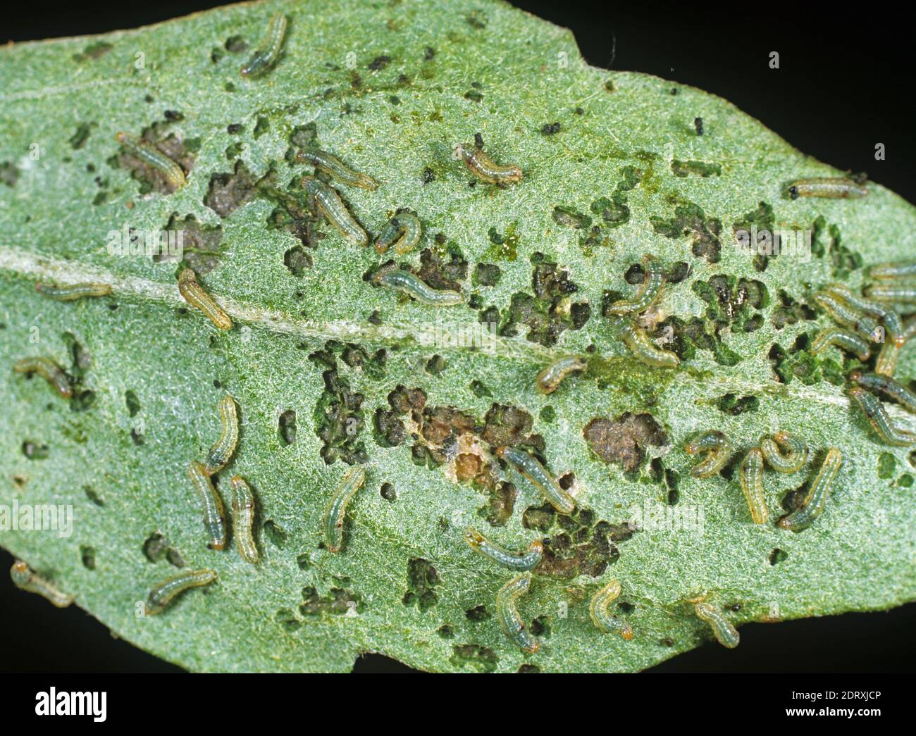 Cutworm damage hi-res stock photography and images - Alamy
