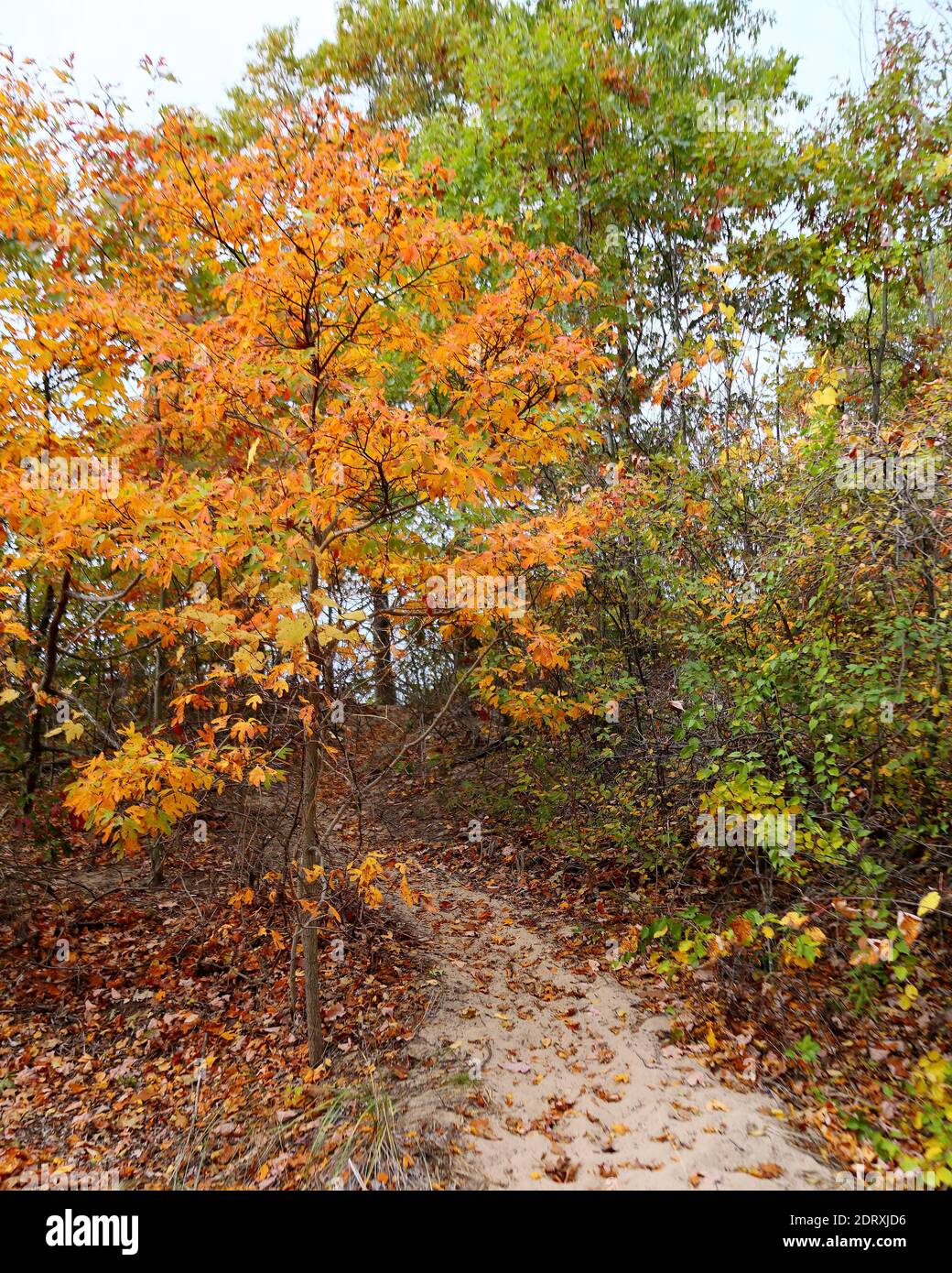 Small oak trees in autumn colors along a sandy path to a lake in ...