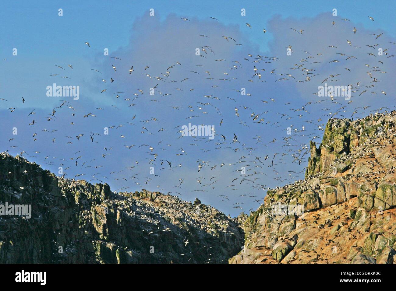 Bounty islands new zealand hi-res stock photography and images - Alamy