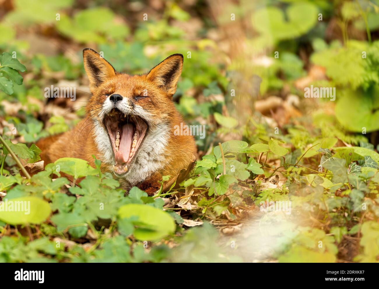 Red fox yawning Stock Photo - Alamy