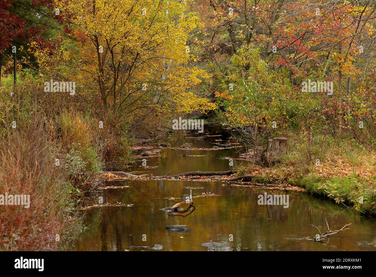 Slow moving creek with overhanging trees in autumn colors Stock Photo ...