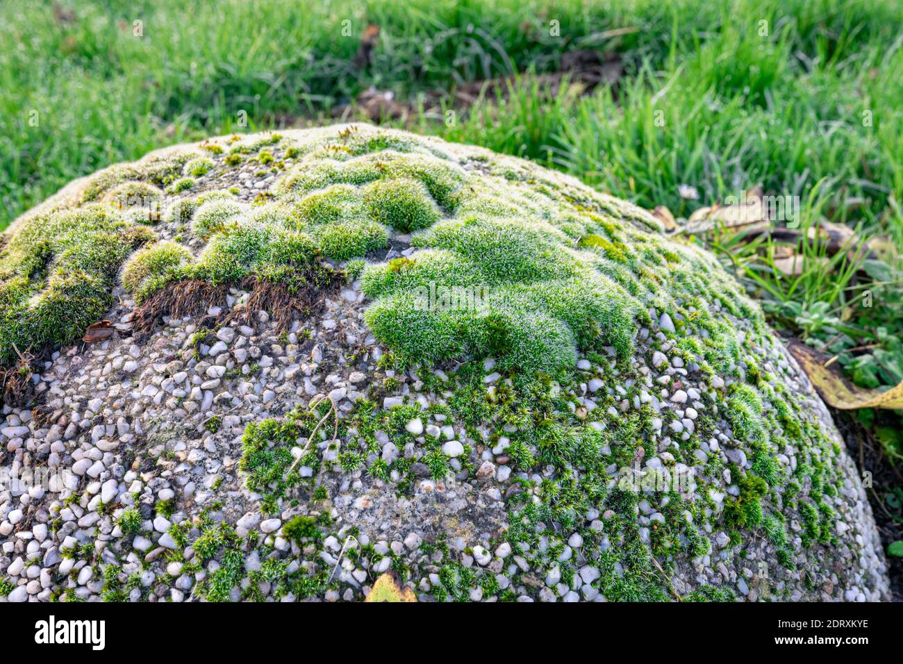 Moss sphere hi-res stock photography and images - Alamy