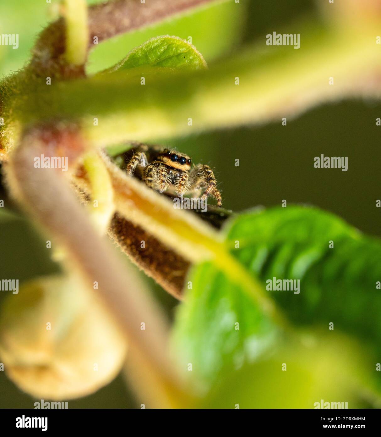 jumping wolf spider close up view looking into the camera , taking ...