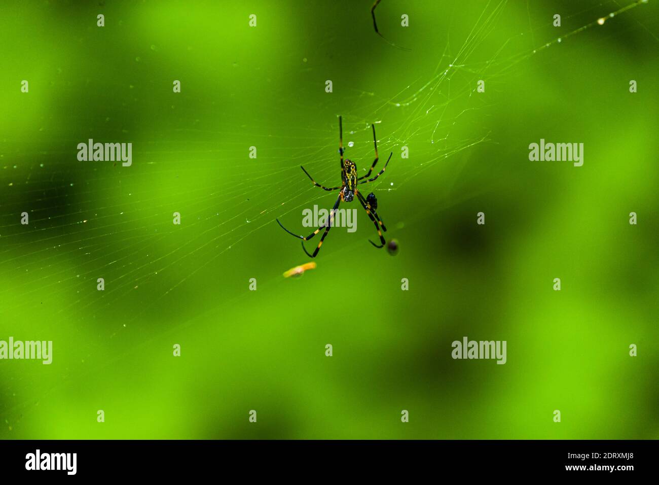 spider in its web in front of wasabi plants in Japan, Izu Peninsula ...