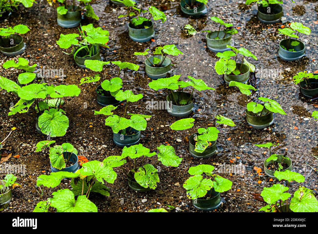 Wasabi Farming High Resolution Stock Photography and Images - Alamy