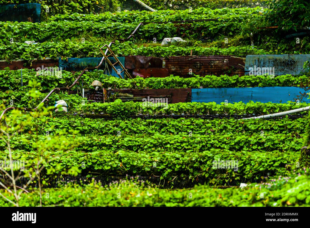 Wasabi grows outdoors in terraced fields. The plant needs running water ...