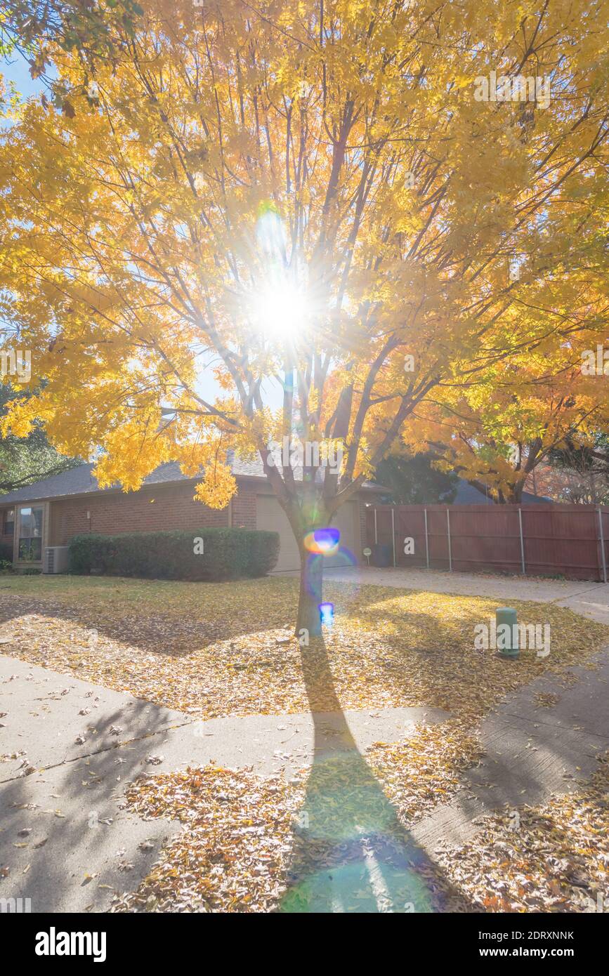 Sunburst through beautiful yellow fall foliage tree near suburban ...