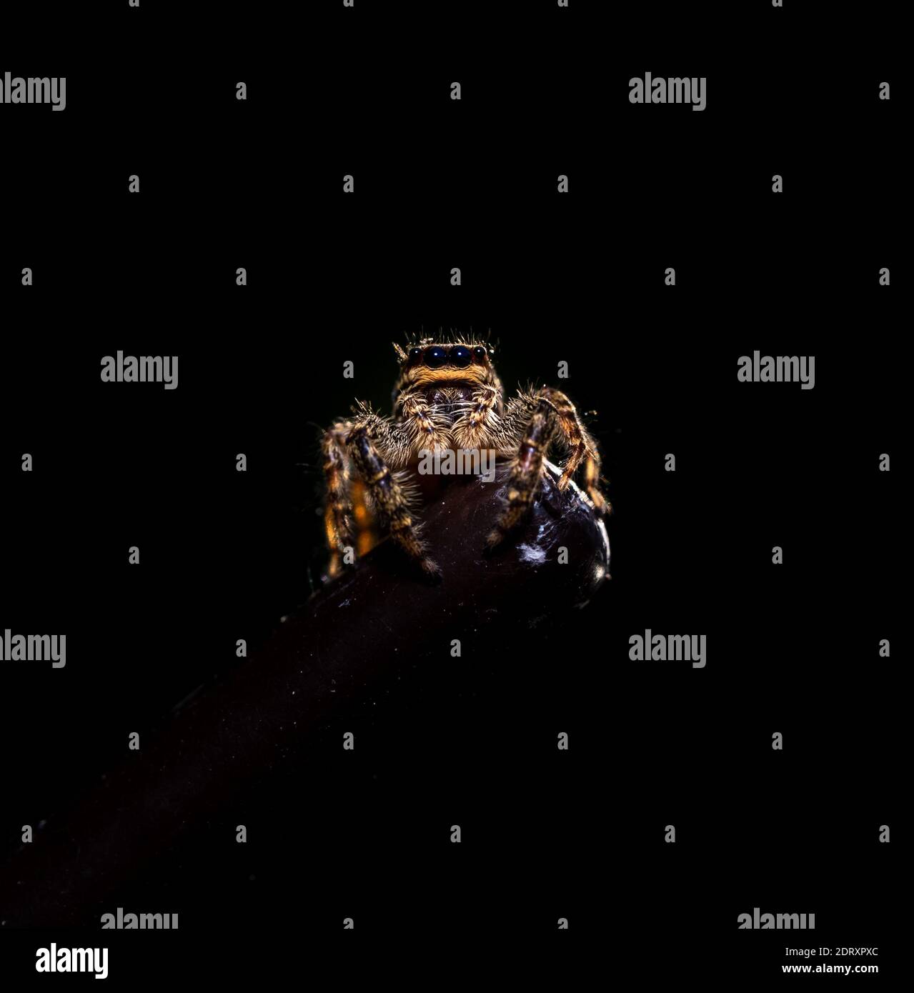 jumping wolf spider close up view looking into the camera , taking ...