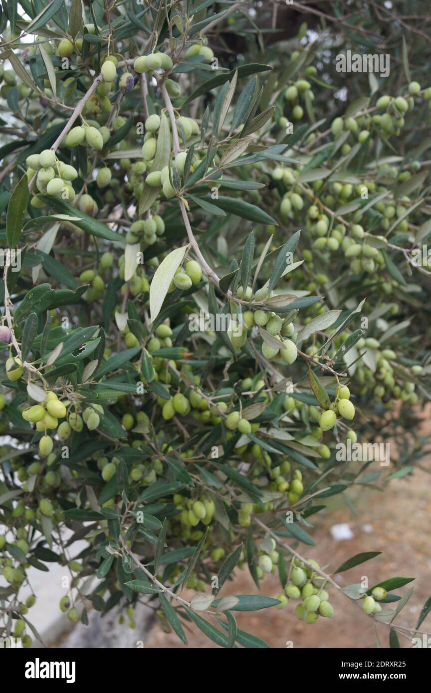 A bunch of green olive fruits on an olive tree in the island of Crete ...