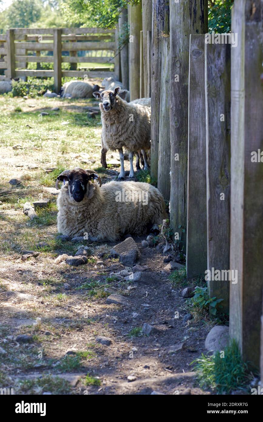 Leeds zoo hi-res stock photography and images - Alamy