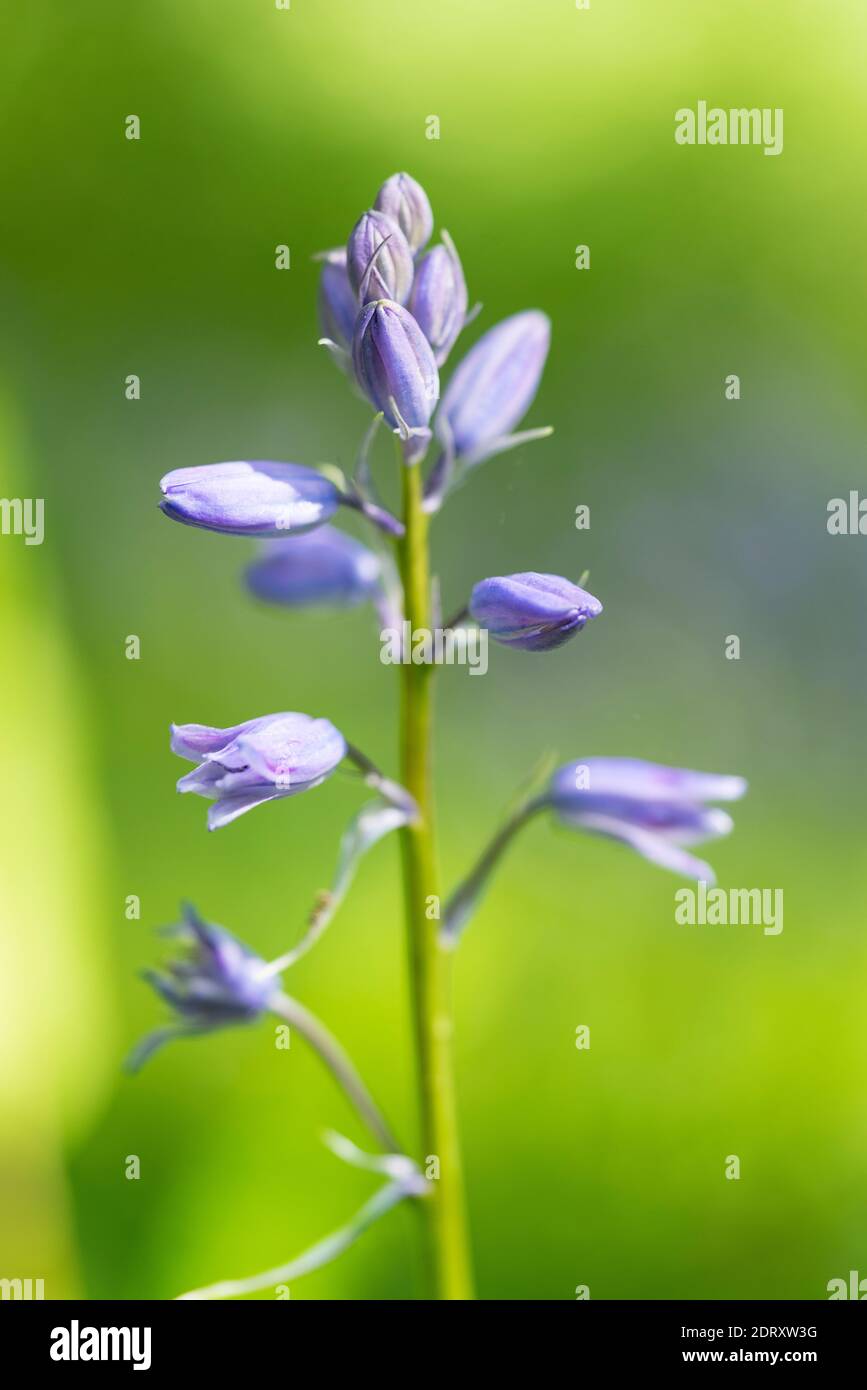 Common Bluebell, hyacinth non-scripta, with waterdrops close-up macro ...