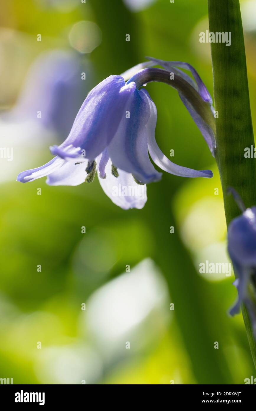 Common Bluebell, hyacinth non-scripta, with waterdrops close-up macro ...