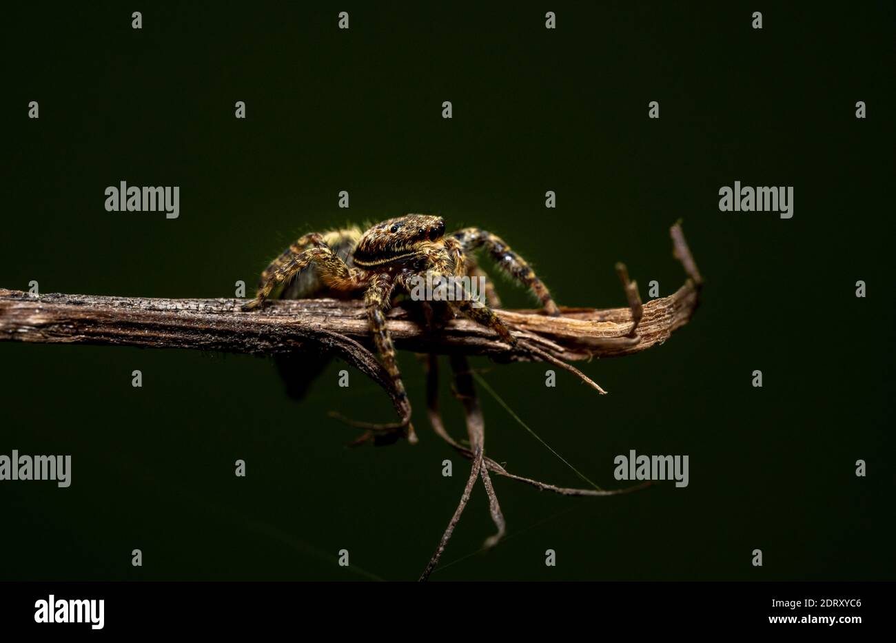 jumping wolf spider close up view looking into the camera , taking ...