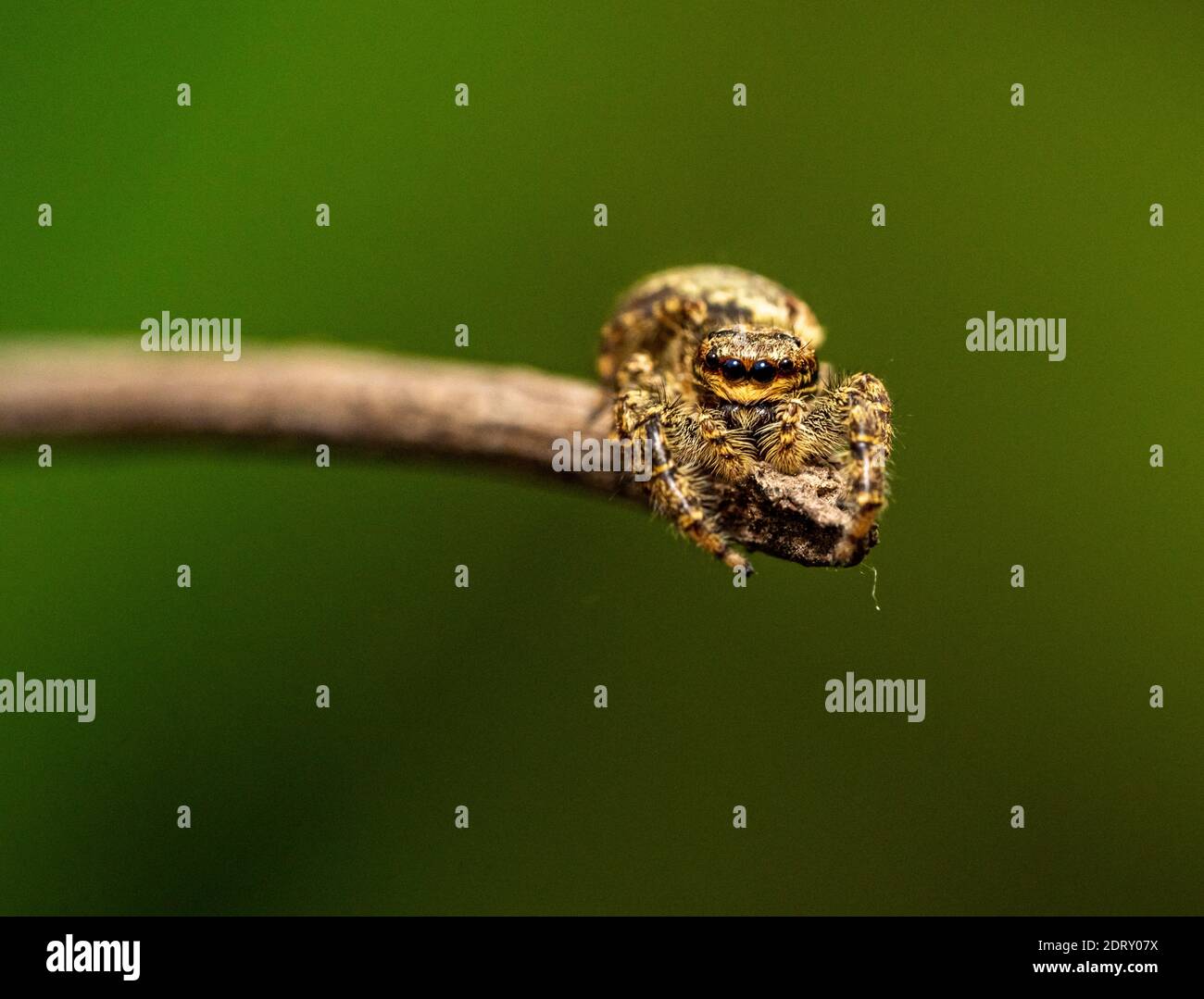 jumping wolf spider close up view looking into the camera , taking ...