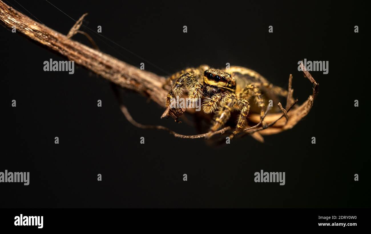 jumping wolf spider close up view looking into the camera , taking ...