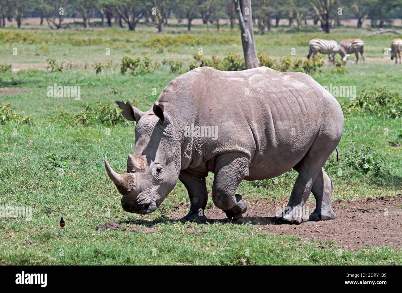 Witte neushoorn, White Rhinoceros Stock Photo - Alamy