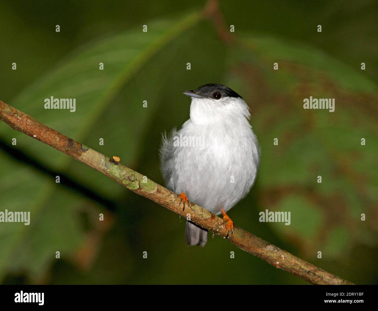 White bearded manakin hi-res stock photography and images - Alamy