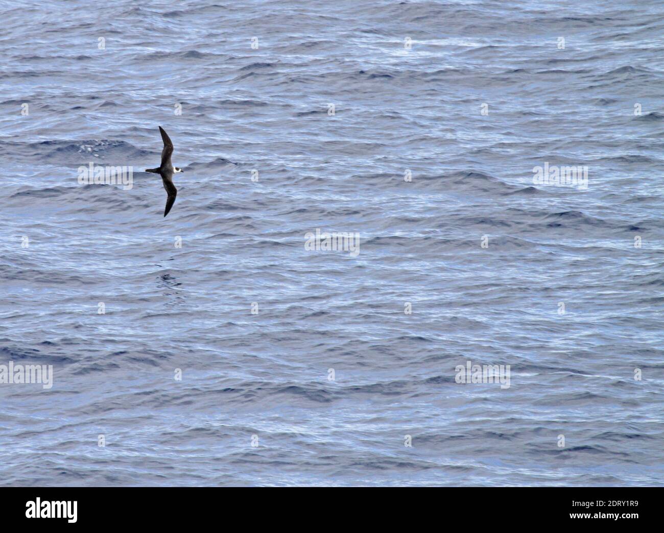 White-necked Petrel (Pterodroma cervicalis) flying over the Pacific ...