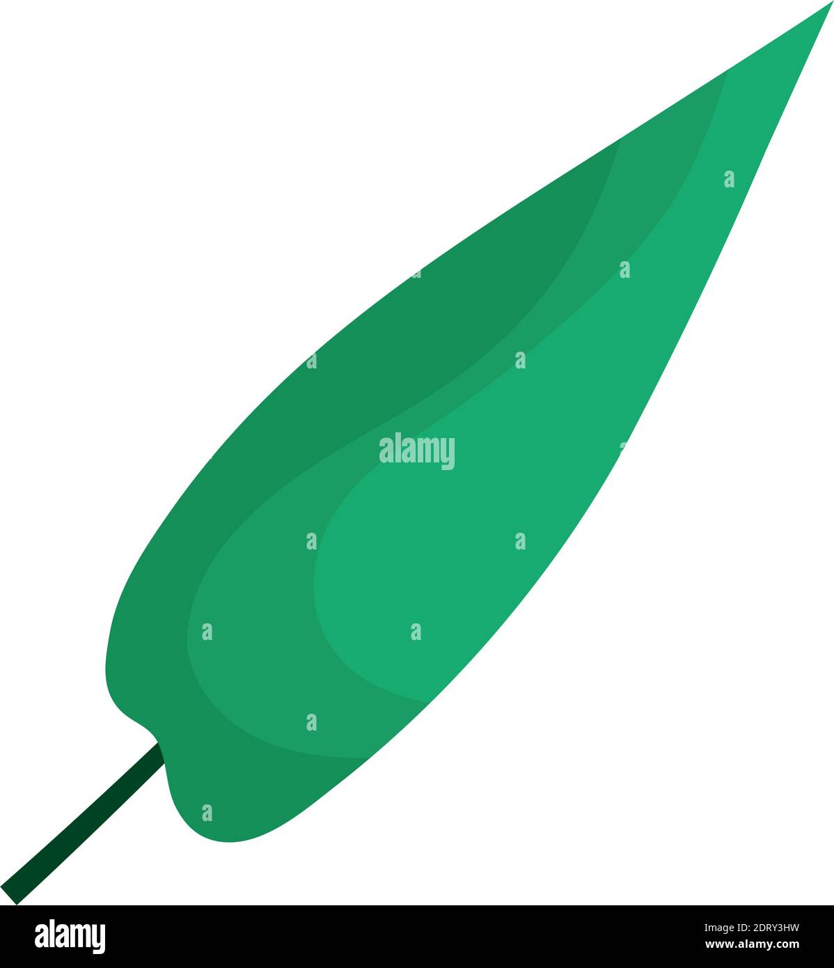 oblong leaf plant flat style Stock Vector Image & Art - Alamy