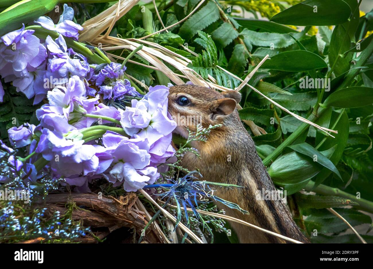 Chipmunk home hi-res stock photography and images - Alamy