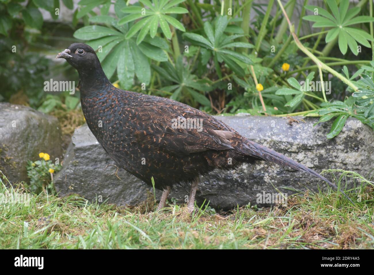 Pheasant Green Field Animal Wildlife High Resolution Stock Photography ...