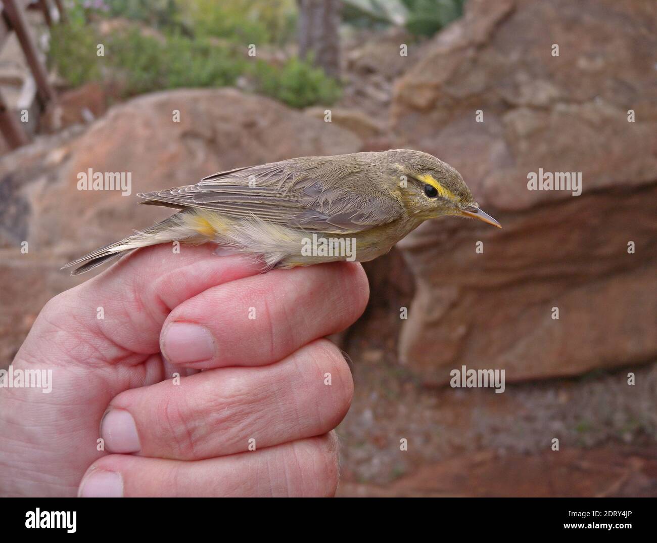 Fitis, Willow Warbler, Phylloscopus trochilus trochilus Stock Photo - Alamy