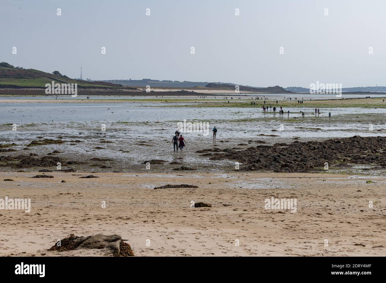 low tide event between Tresco and Bryher on the Scilly Isles, UK Stock ...