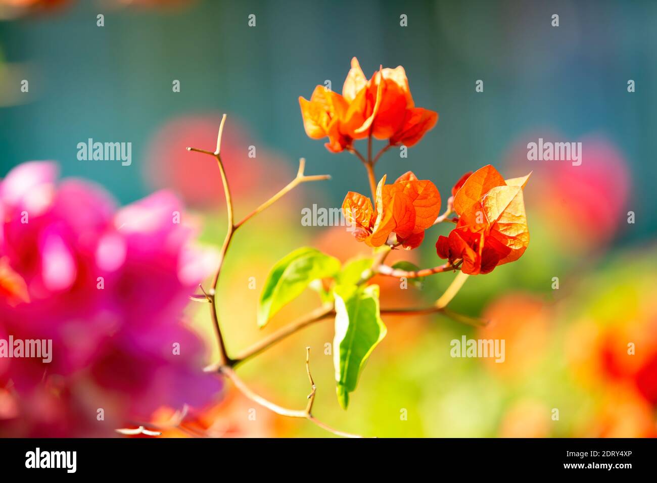 Beau Bassin Mauritius High Resolution Stock Photography and Images - Alamy