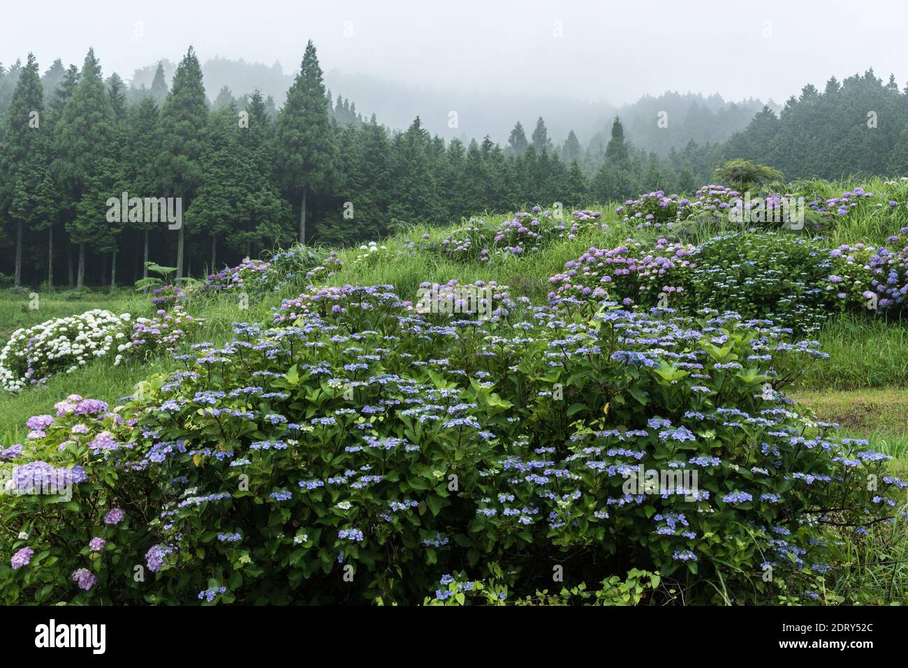 Hydrangea japan forest hi-res stock photography and images - Alamy