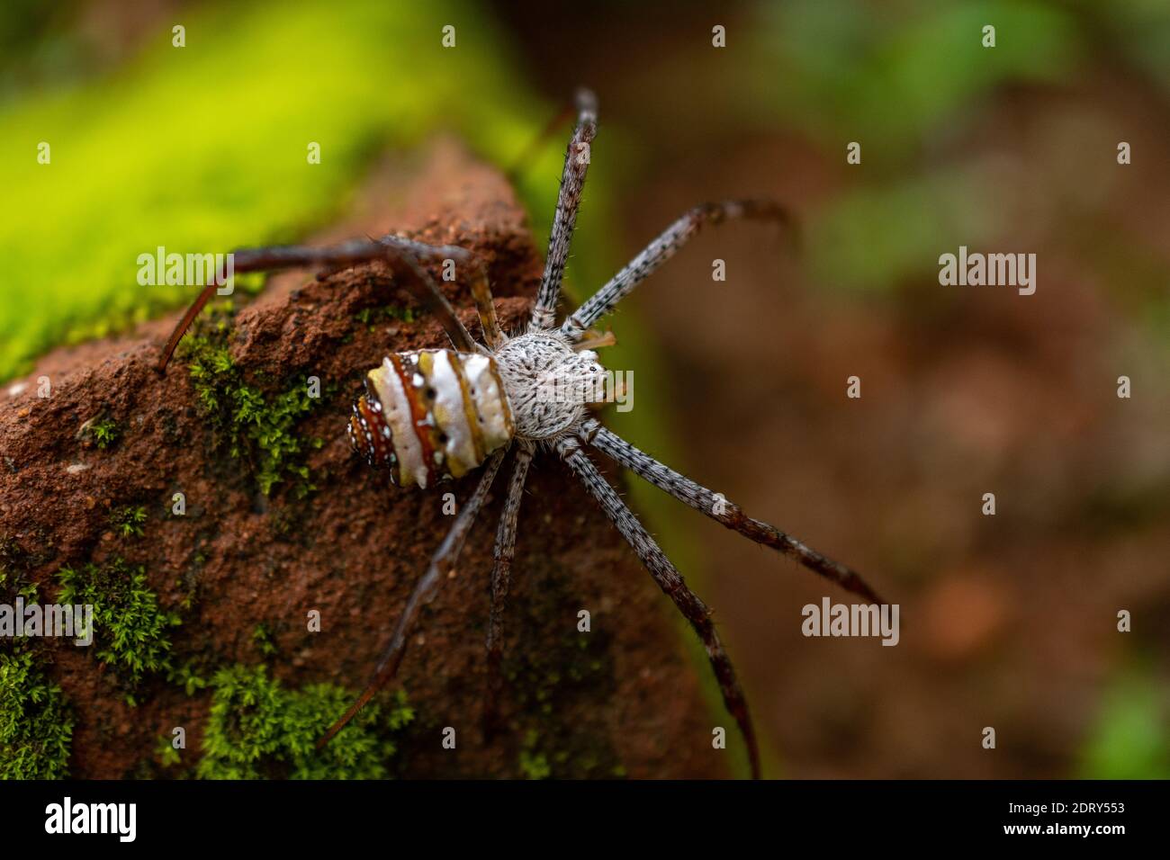Signature spider and web hi-res stock photography and images - Alamy