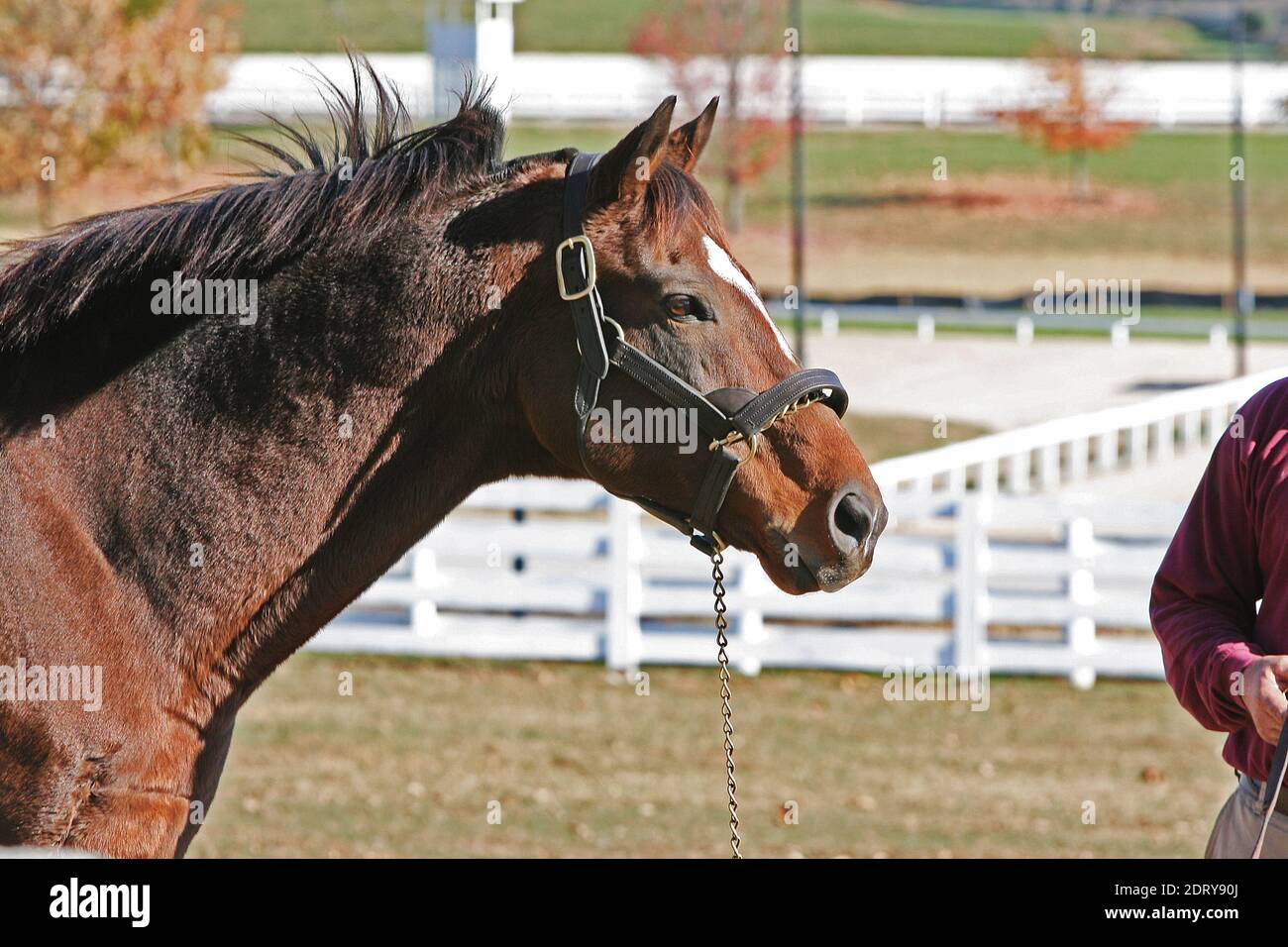 Lexington Racehorse High Resolution Stock Photography and Images - Alamy