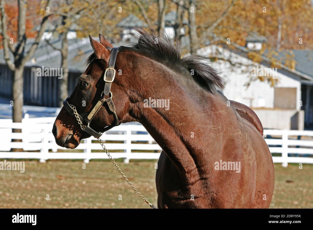 Lexington Racehorse High Resolution Stock Photography and Images - Alamy