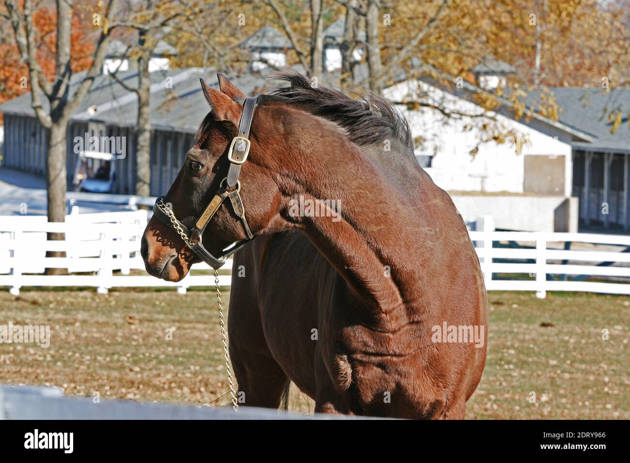 Lexington Racehorse High Resolution Stock Photography and Images - Alamy