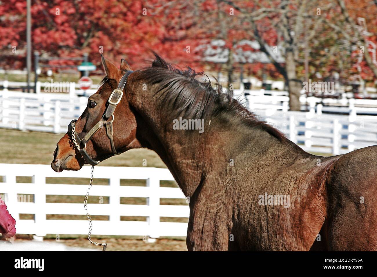 Gulfstream Park High Resolution Stock Photography and Images - Alamy