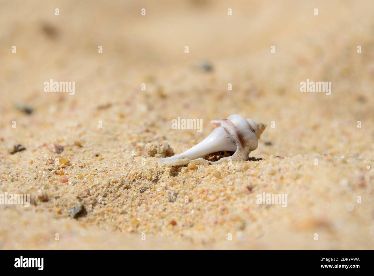 Hermit crab hiding in a shell on a sandy beach Stock Photo - Alamy