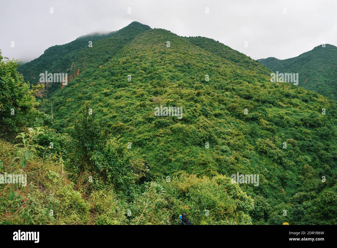 Kijabe forest hi-res stock photography and images - Alamy