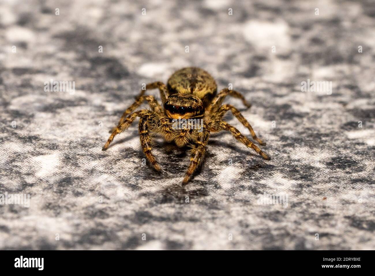 jumping wolf spider close up view looking into the camera , taking ...