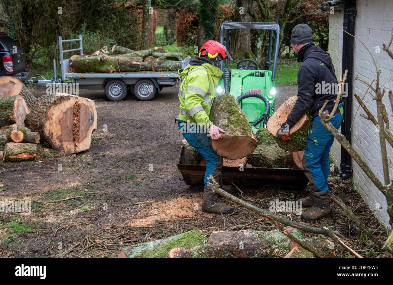 Hampshire, England, UK. 2020. Forestry workers moving sections of an ...