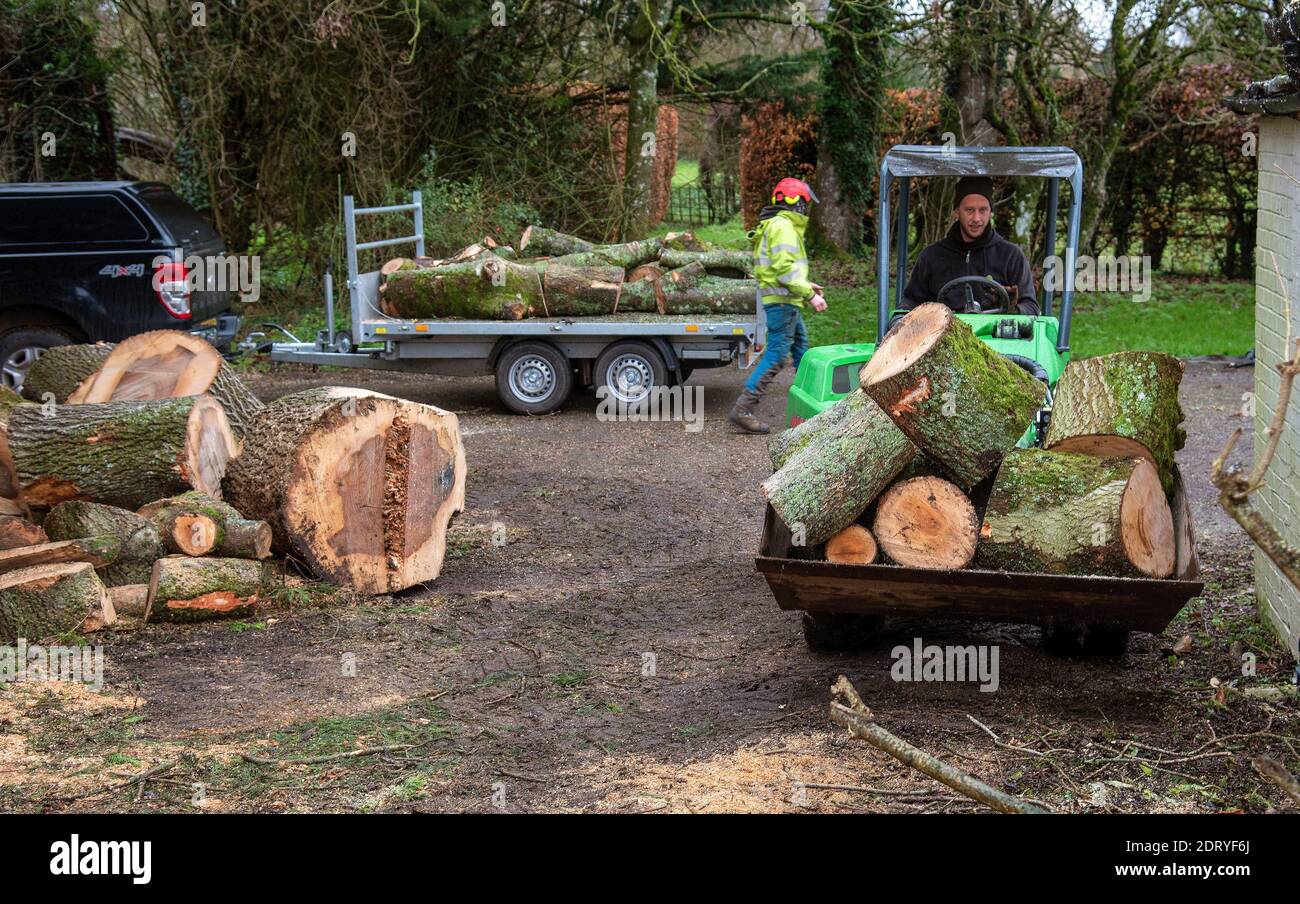 Hampshire, England, UK. 2020. Forestry workers moving sections of an ...