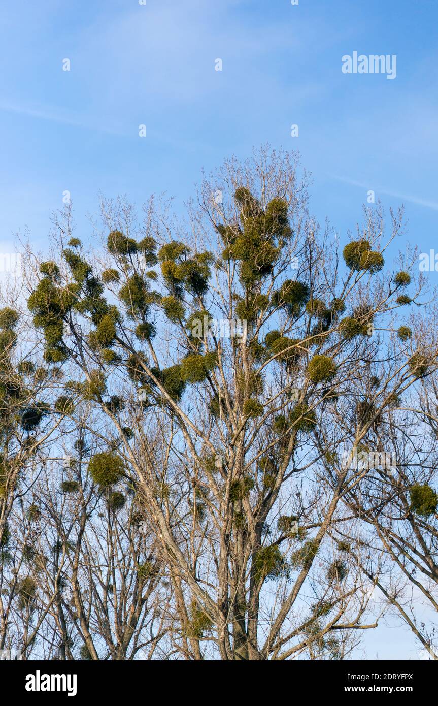 Shot mistletoe plant on hi-res stock photography and images - Alamy