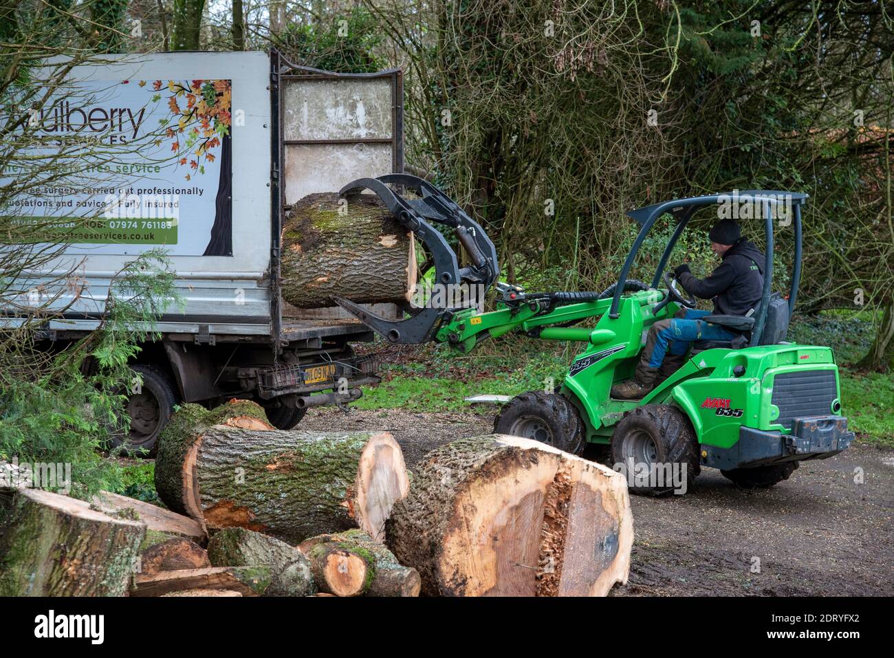 Hampshire, England, UK. 2020. Moving sections of an Ash tree with a ...