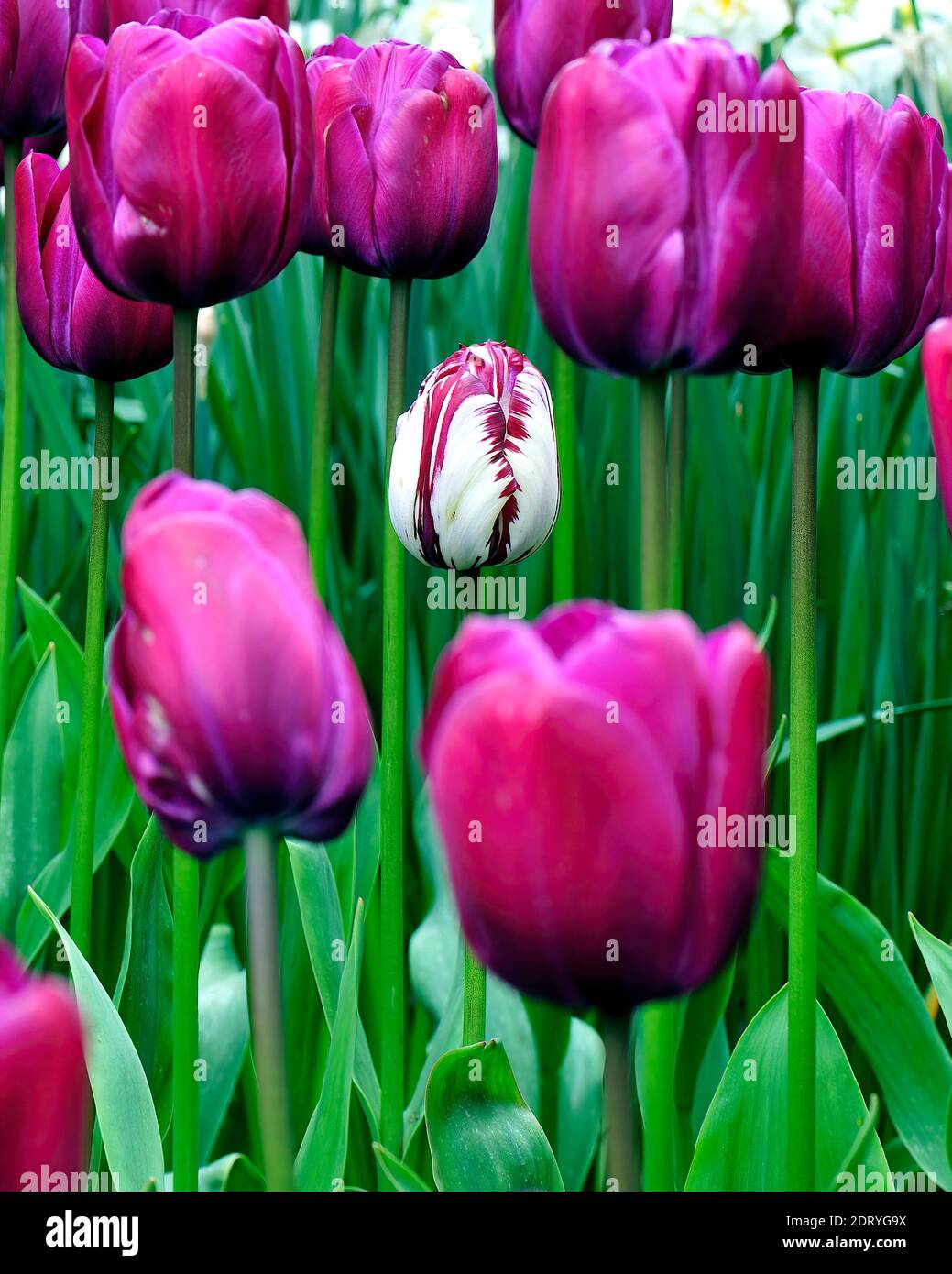 A lone purple and white tulip stands along a.mong sold purple tulips at ...