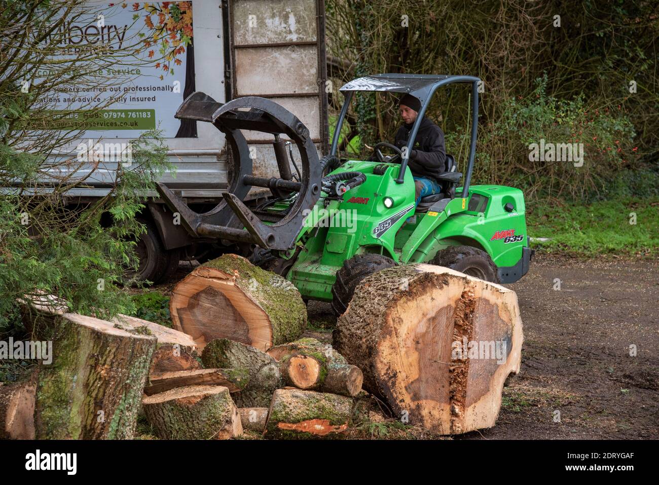Hampshire, England, UK. 2020. Moving sections of an Ash tree with a ...