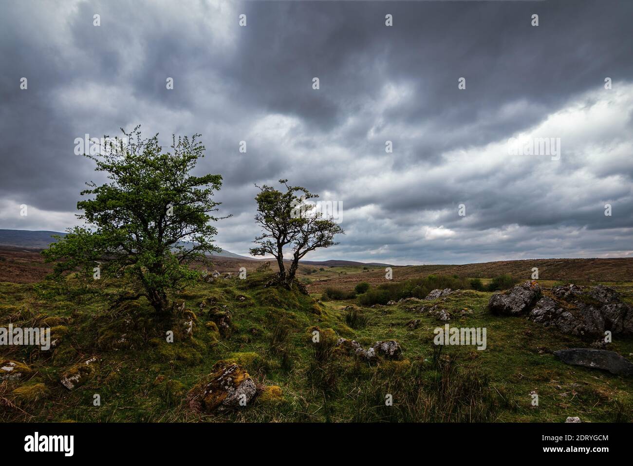 Stormy landscape of Ireland, moody sky, green rocky soil and two trees ...