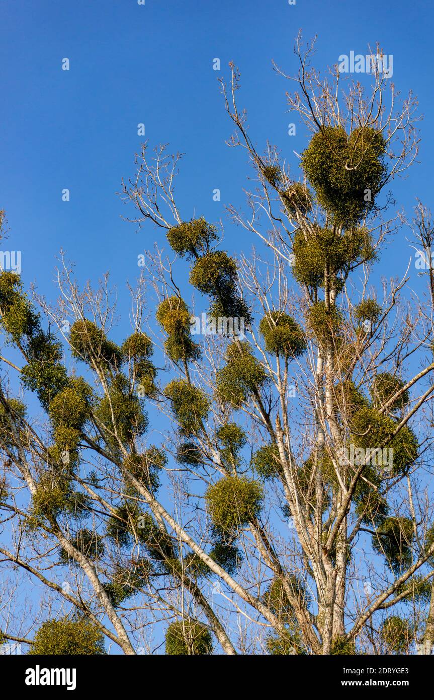 Mistletoe Tree